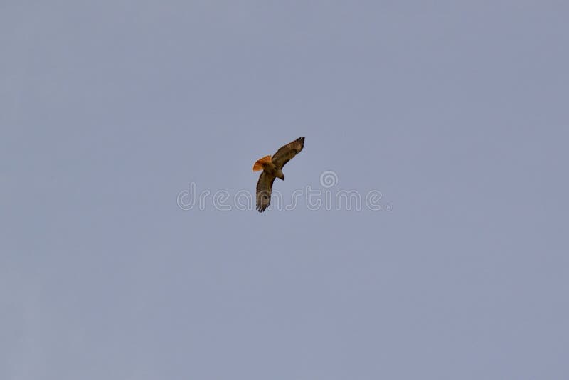 Red-tailed Hawk (Buteo Jamaicensis) Flying High Overhead Stock Image ...