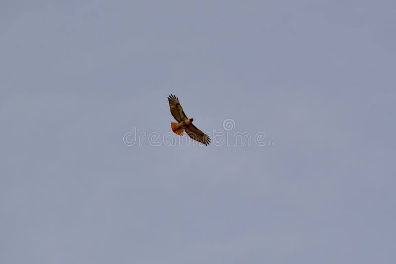 Red-tailed Hawk (Buteo Jamaicensis) Flying High Overhead Stock Photo ...