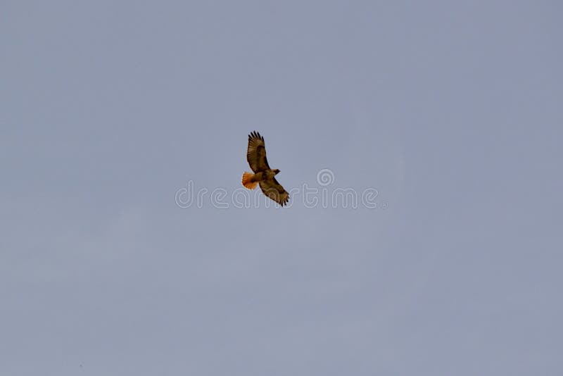 Red-tailed Hawk (Buteo Jamaicensis) Flying High Overhead Stock Image ...