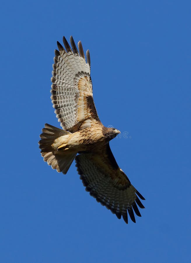 Red Tailed Hawk - Buteo Jamaicensis Stock Photo - Image of view, tailed ...