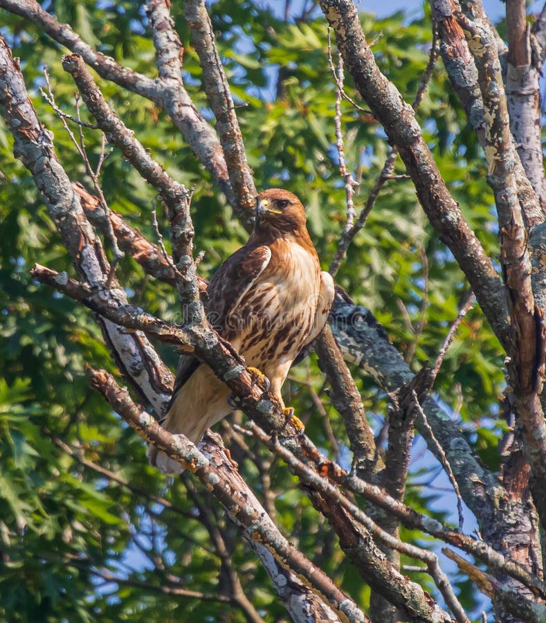 Red-tailed Hawk Perched on a Tree Branch Stock Photo - Image of ...