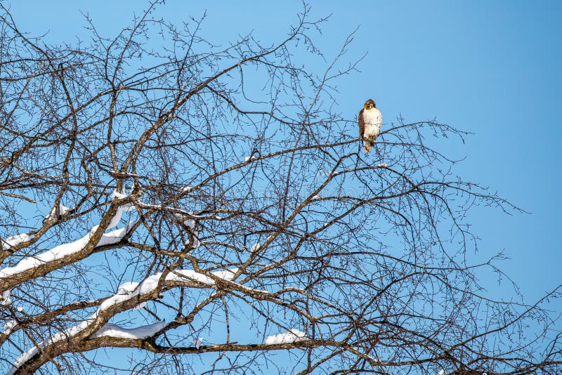 Red-tailed Hawk (Buteo Jamaicensis) Perched in a Wisconsin Elm Tree in ...