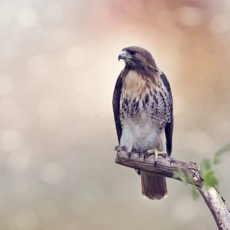 Red-Tailed Hawk perches stock image. Image of perches - 115014779