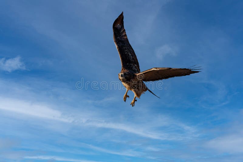 Red Tailed Hawk Soaring through Sky Flying Towards Camera Blue Sky with ...