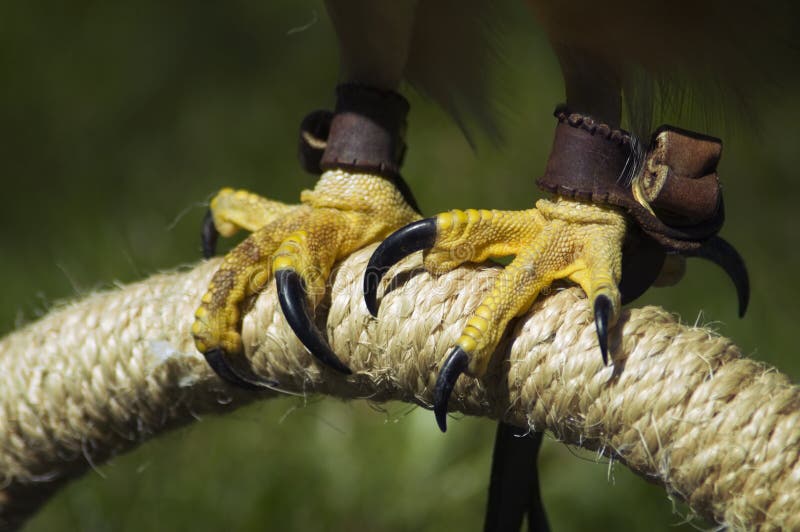Red-Tailed Hawk (Buteo Jamaicensis) Talons Stock Image - Image: 796641