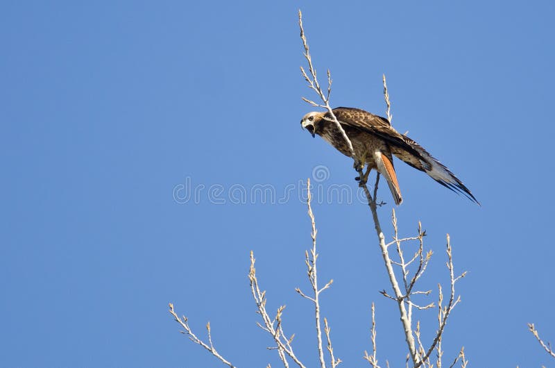 Red-Tailed Hawk Calling from the Tree Tops Stock Photo - Image of ...