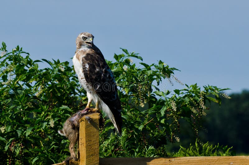 Red-Tailed Hawk with Captured Prey Stock Photo - Image of hawk, america ...
