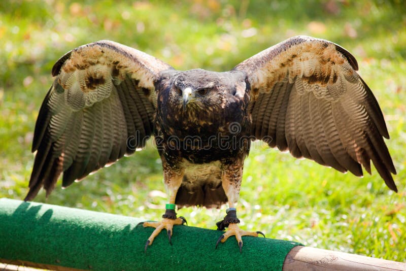 Red-tailed Hawk stock photo. Image of buzzard, falconry - 32697014