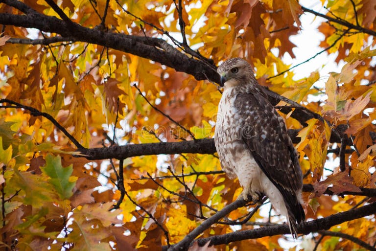 White Tailed Hawk Subspecies Stock Photos - Free & Royalty-Free Stock ...