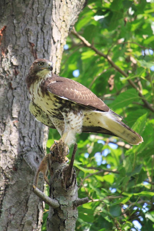 Red-tailed Hawk with Dinner Stock Photo - Image of wildlife, beak ...