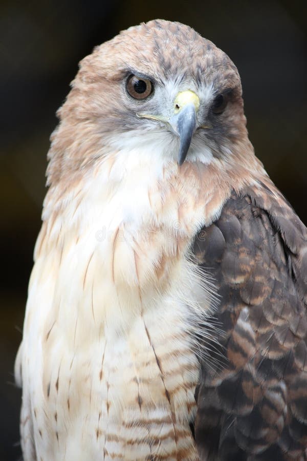 Red Tailed Hawk Close Up stock image. Image of nature - 10320635