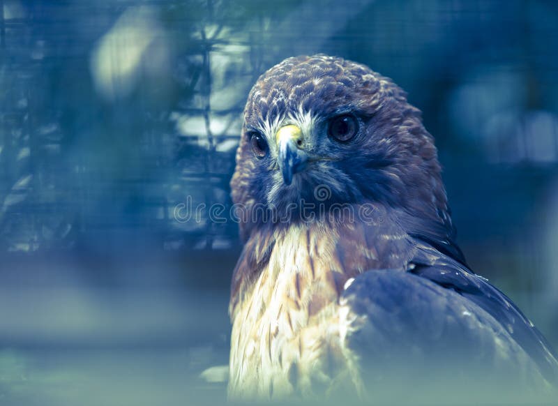Red Tailed Hawk with a Serious Attitude Stock Image - Image of hawk ...