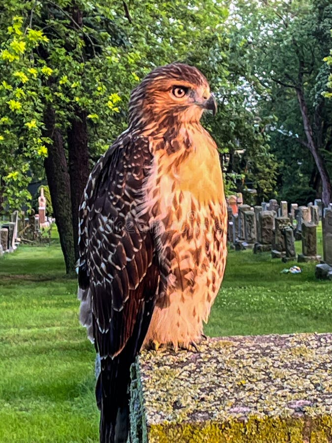Red-tailed Hawk Close-up Facing Forward Stock Image - Image of summer ...