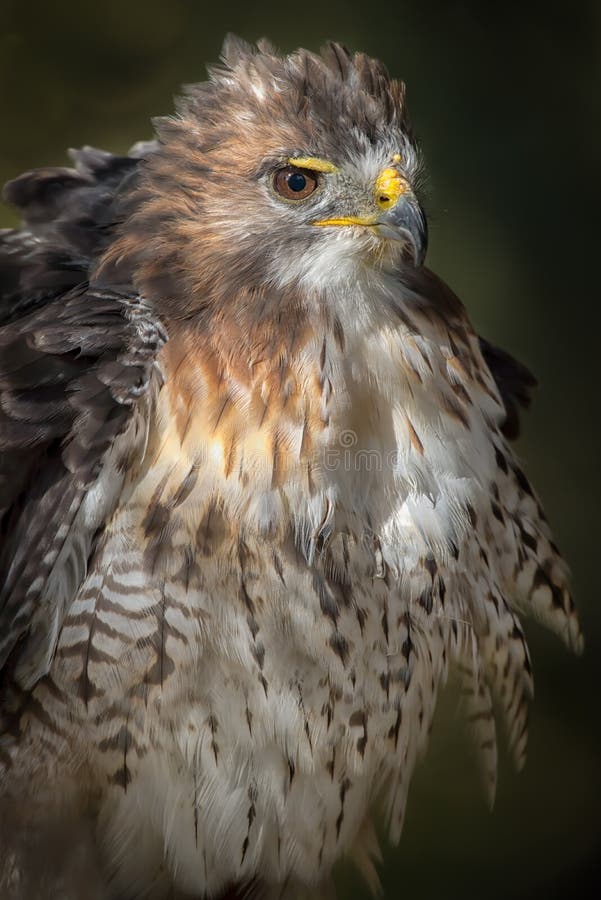 Red tailed hawk stock image. Image of profile, face - 101909975