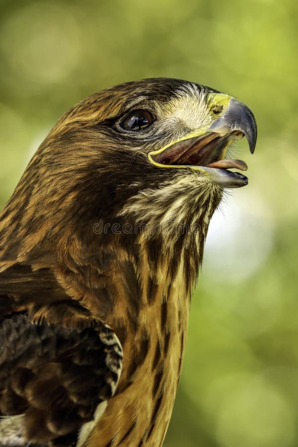 Red Tail Hawk stock photo. Image of alert, carnivorous - 103557272