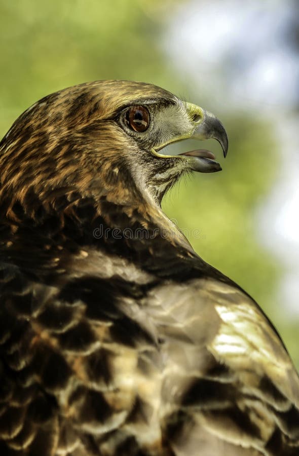 Hawk Open Beak Stock Photos - Download 787 Royalty Free Photos