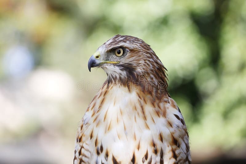 548 Red Tailed Hawk White Background Stock Photos - Free & Royalty-Free ...