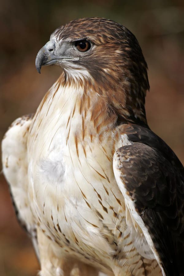 5,200 Red Tailed Hawk Stock Photos - Free & Royalty-Free Stock Photos ...