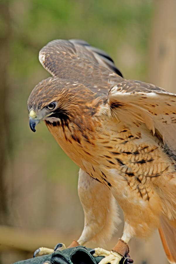 Red Tailed Hawk with Wings Spread. Stock Photo - Image of rats, hawk ...
