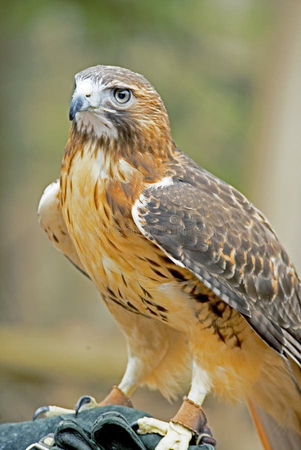Portrait of a red hawk stock photo. Image of tailed, bird - 34733208