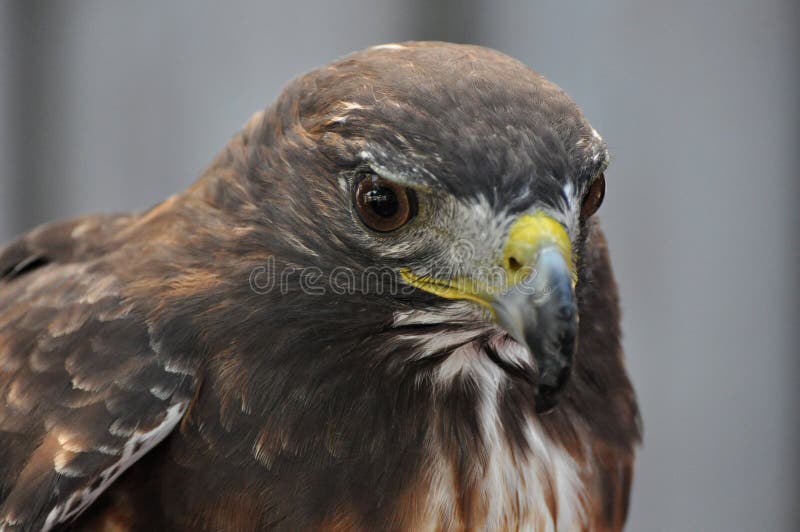 1,397 Angry Hawk Stock Photos - Free & Royalty-Free Stock Photos from ...