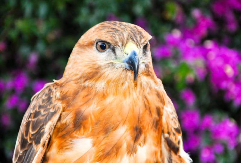 Red-Tailed Hawk. Closeup. stock image. Image of face - 40270825