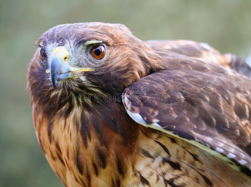 Red Tailed Hawk - Closeup Portrait Stock Photo - Image of birds, flying ...