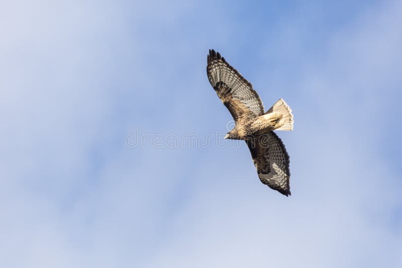 Red tailed hawk stock image. Image of birds, hawk, eagle - 205856117