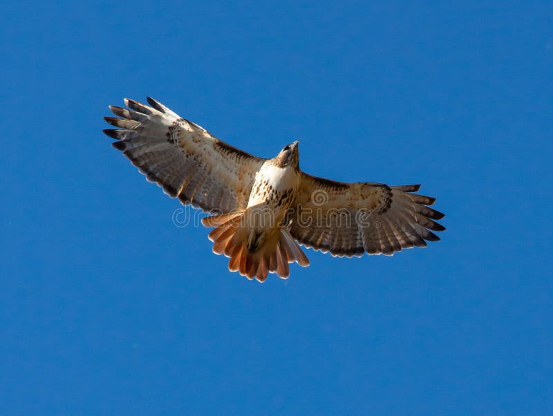 Red Tailed Hawk Flying in Deep Blue Sky Stock Photo - Image of tail ...