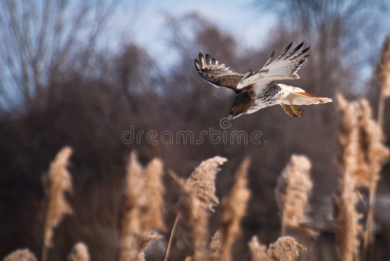 Red-Tailed Hawk Diving on Prey Stock Image - Image of belly, hawk: 23179239