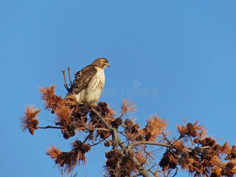 Red-Tailed Hawk in Dried Pine Tree Stock Photo - Image of brown, pine ...