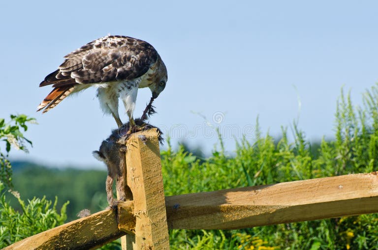 Red-Tailed Hawk Eating Captured Rabbit Stock Image - Image of hunting ...