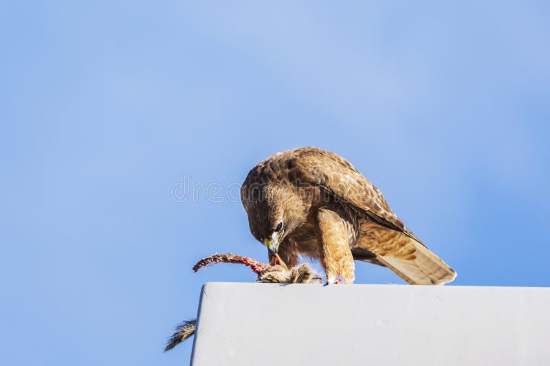 Hawk eating prey stock photo. Image of prey, raptor - 275469280