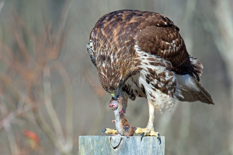 Red-Tailed Hawk stock image. Image of hunter, tree, feathers - 36892553