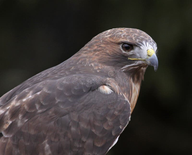 Red-tailed Hawk Face stock image. Image of chickenhawk - 31510705