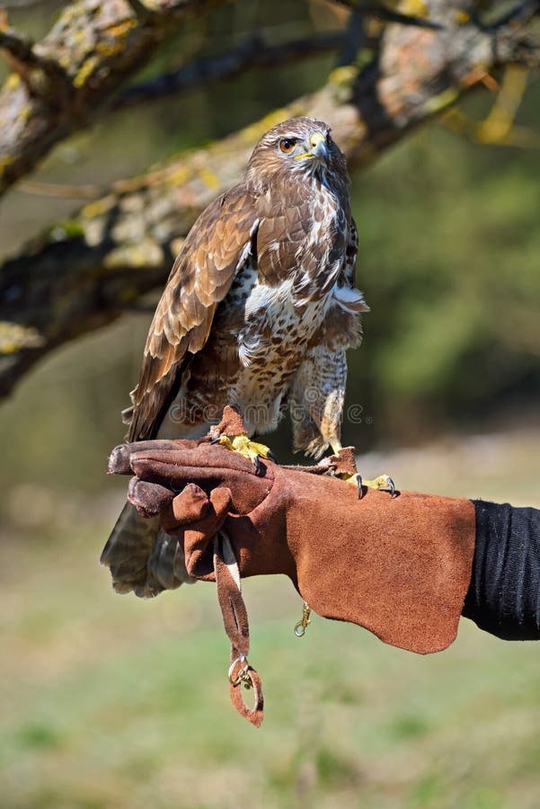 Red tailed hawk stock image. Image of sitting, falconer - 145656871