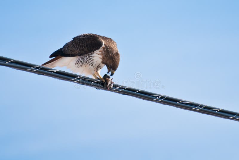 Red-Tailed Hawk Feeding On Catch Stock Images - Image: 23179244