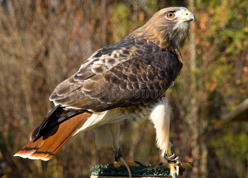 Red-Tailed Hawk (Buteo Jamaicensis) Talons Stock Image - Image of ...