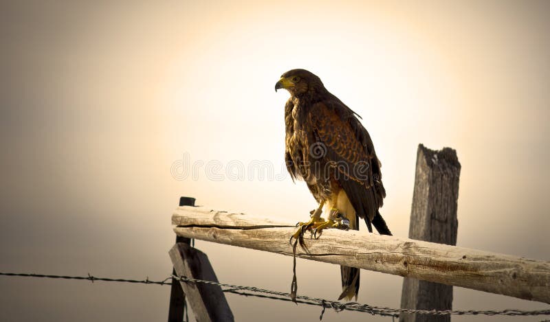 Red Tailed Hawk on Fence Post Stock Photo - Image of feathers, food ...