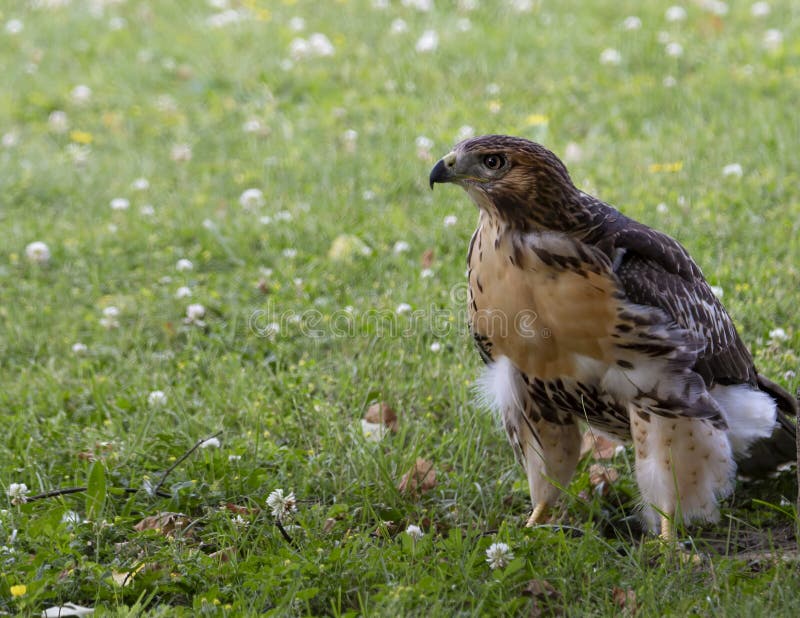 Red Tailed Hawk stock image. Image of fledgling, tailed - 334730039