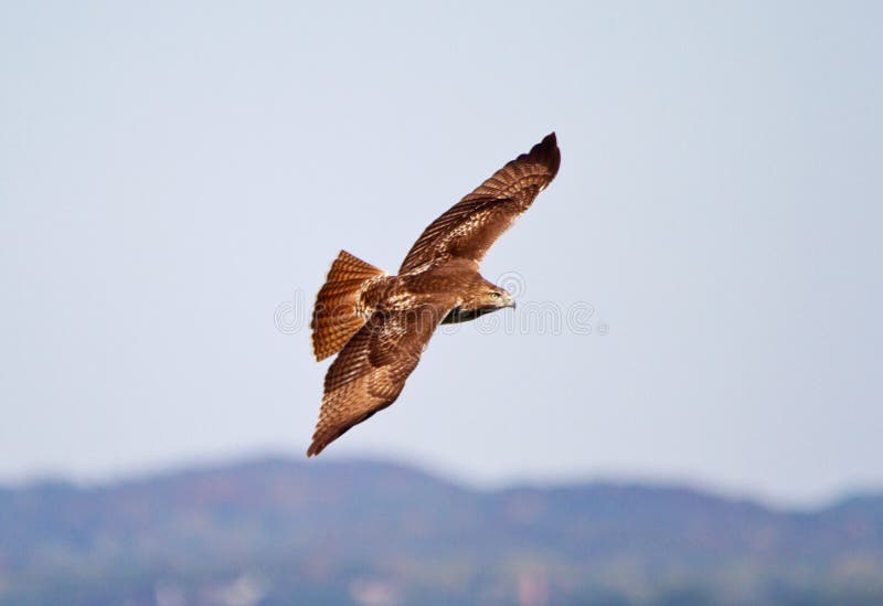 Red Tailed Hawk stock image. Image of talons, flying - 46927507