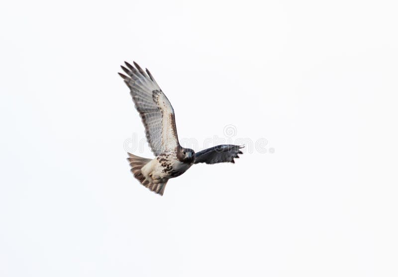 Red Tailed Hawk in flight stock image. Image of natural - 49415979