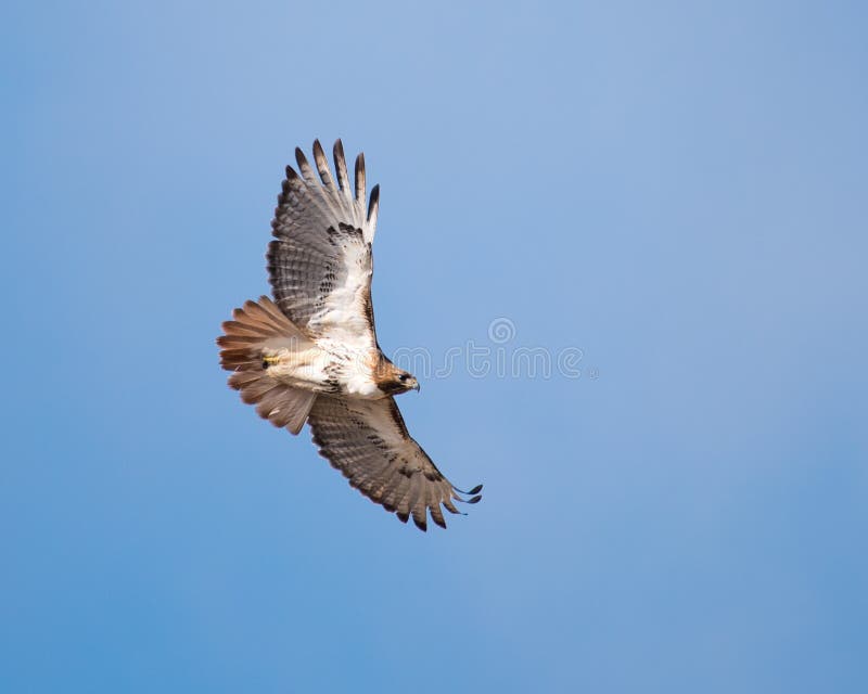 Red-tailed Hawk stock image. Image of hawk, feathers - 92804495