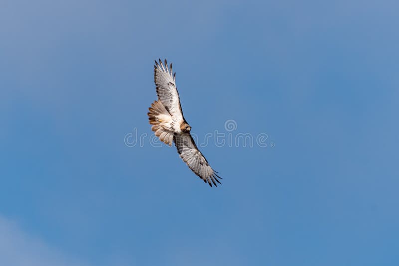 Red-tailed Hawk stock image. Image of span, flight, feathers - 92804585