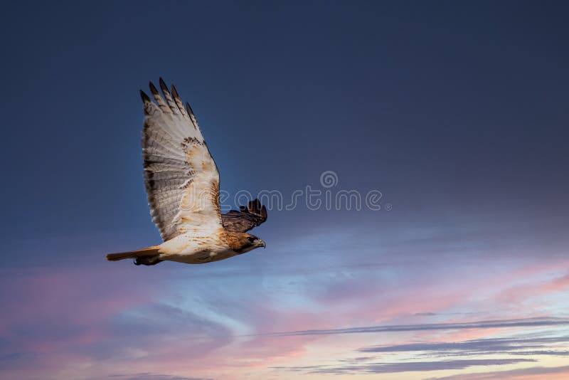 Red-tailed Hawk in Flight with Blue Sunrise Sky Stock Image - Image of ...