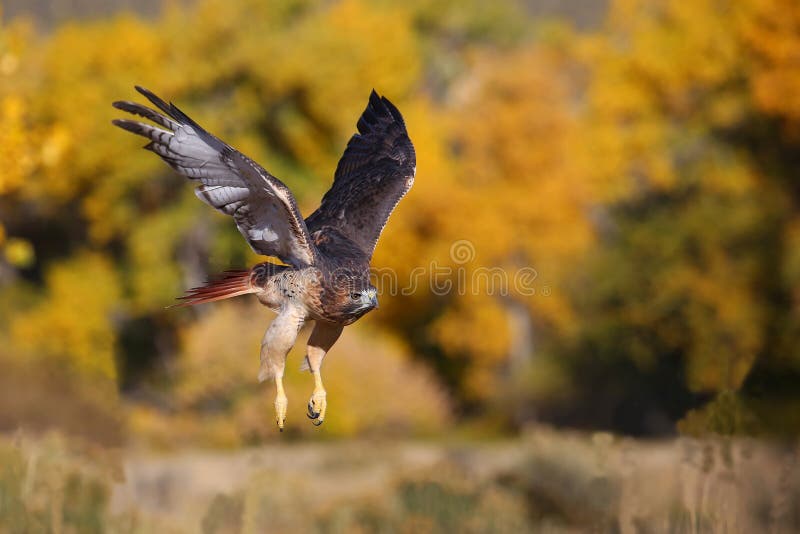 Red-tailed hawk in flight stock photo. Image of north - 46110470