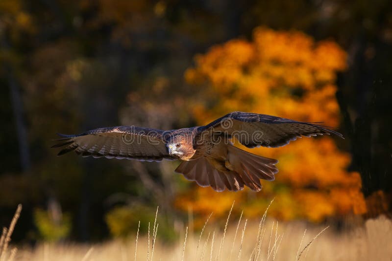 Red-tailed hawk in flight stock photo. Image of stone - 50142130
