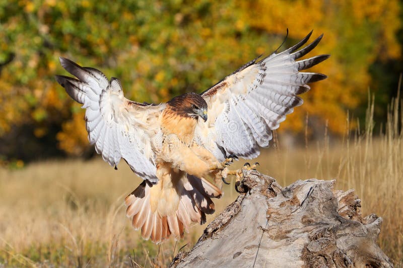 Red-tailed hawk in flight stock image. Image of profile - 50536277