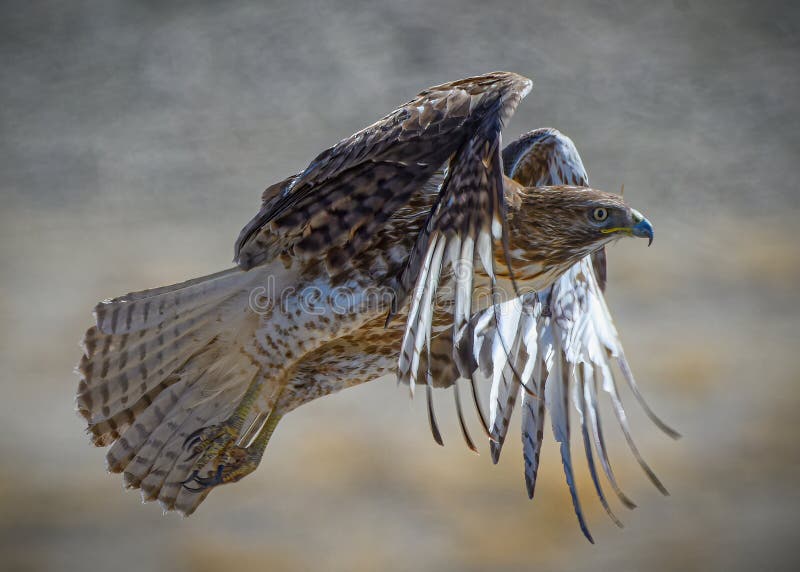 Red Tailed Hawk in Flight. Colorado Birds of Prey Stock Image - Image ...