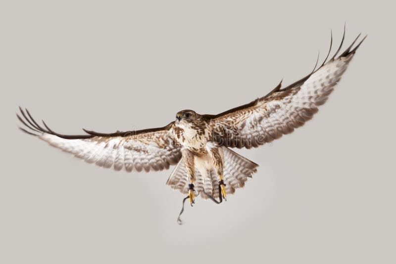 525 White Background Red Tailed Hawk Stock Photos - Free & Royalty-Free ...